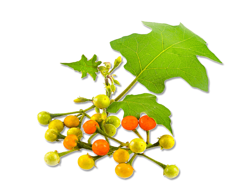 Zecuf Ingredients - ZECUF